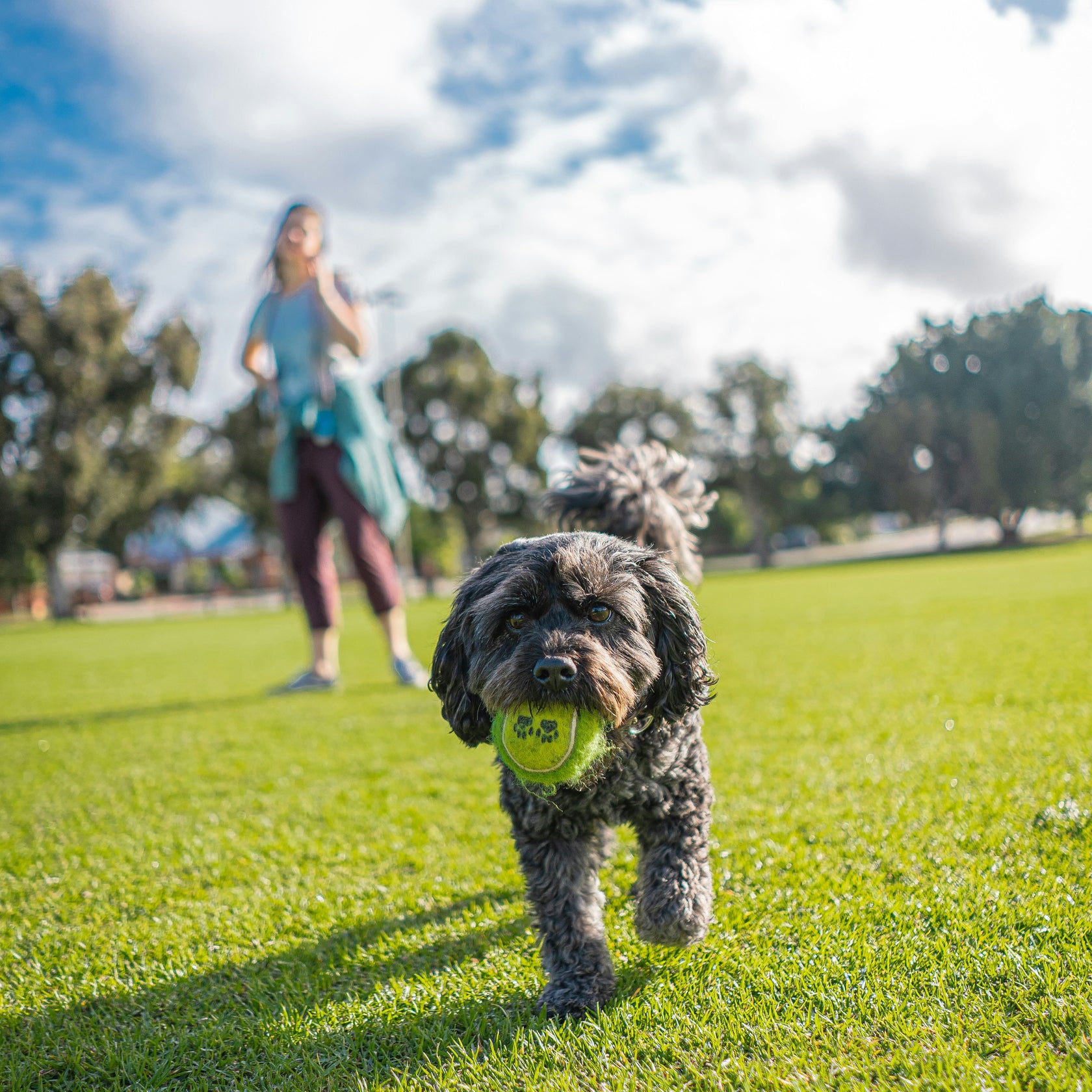 Dogs Trust Training - Positive Dog & Puppy Training, by Experts