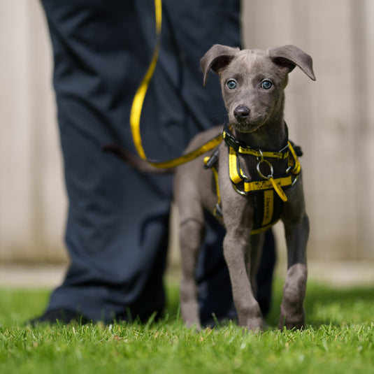 Puppy Toolkit – Dogs Trust Training
