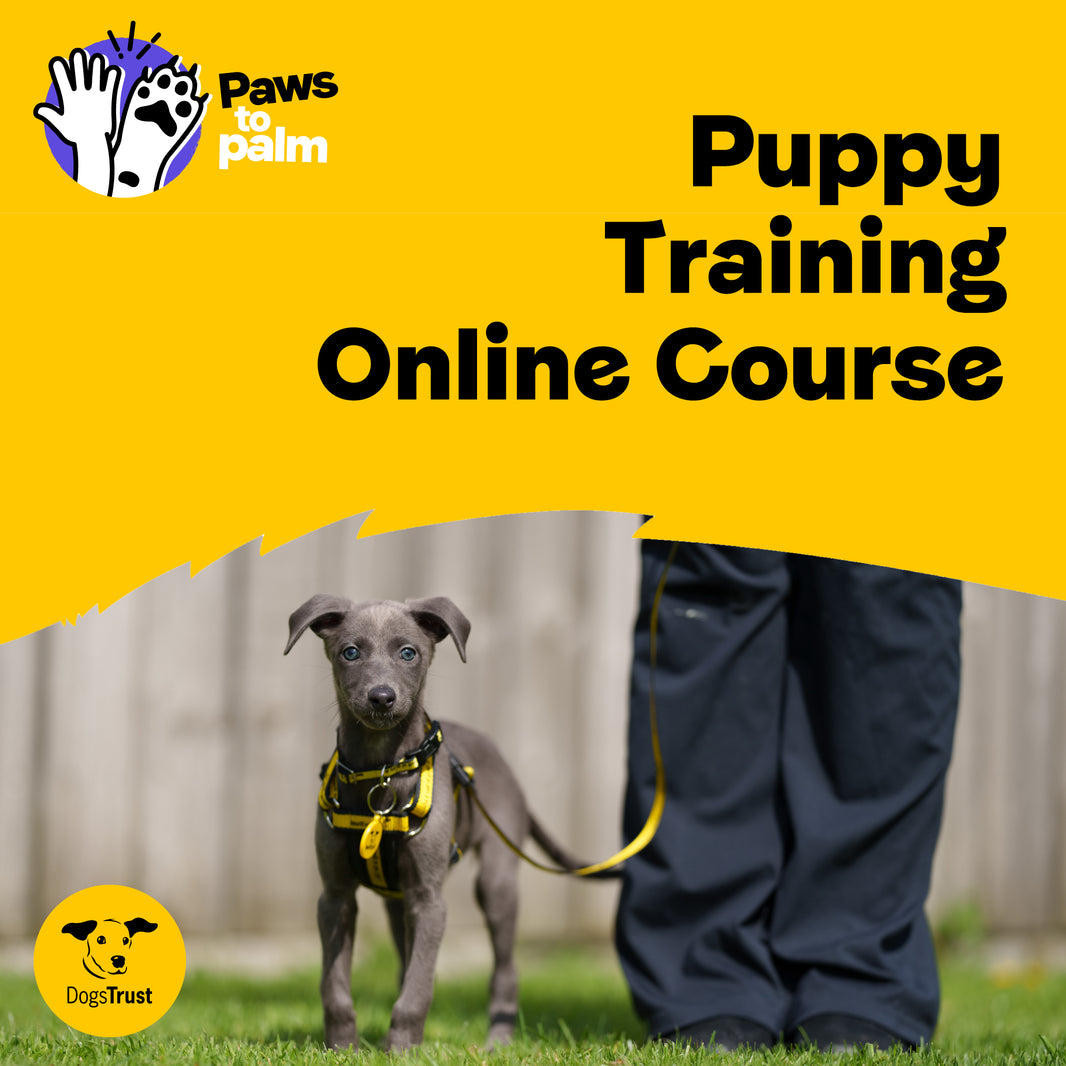 Dogs Trust Training - Positive Dog & Puppy Training, by Experts