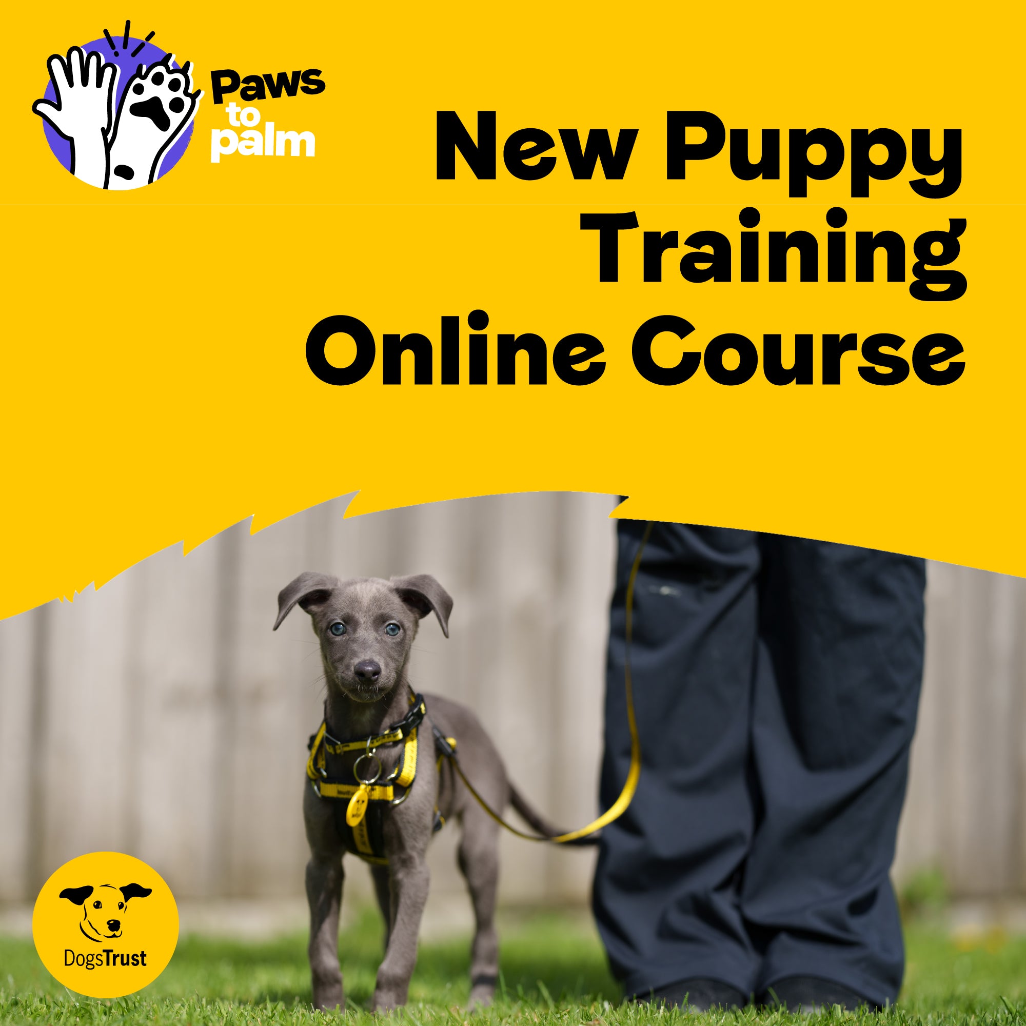 New Puppy Online Training Course – Dogs Trust Training