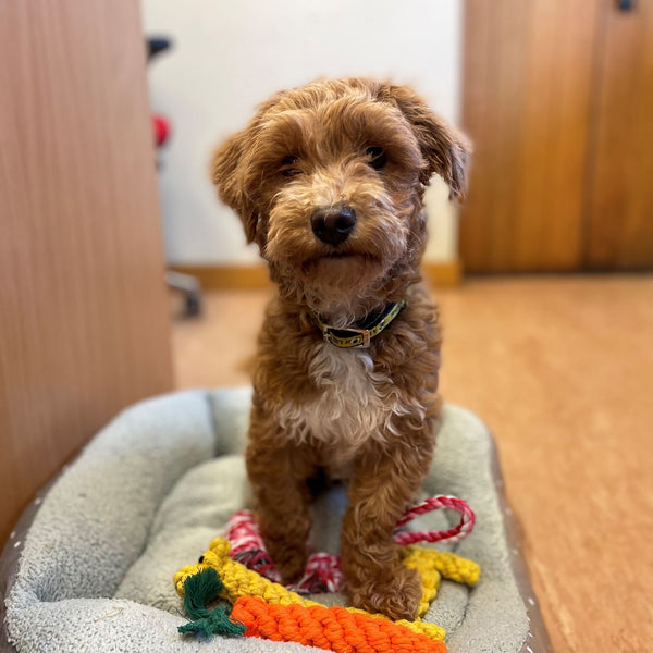 New Puppy Online Training Course – Dogs Trust Training