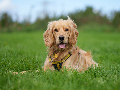Dogs Trust Training - Positive Dog & Puppy Training, by Experts