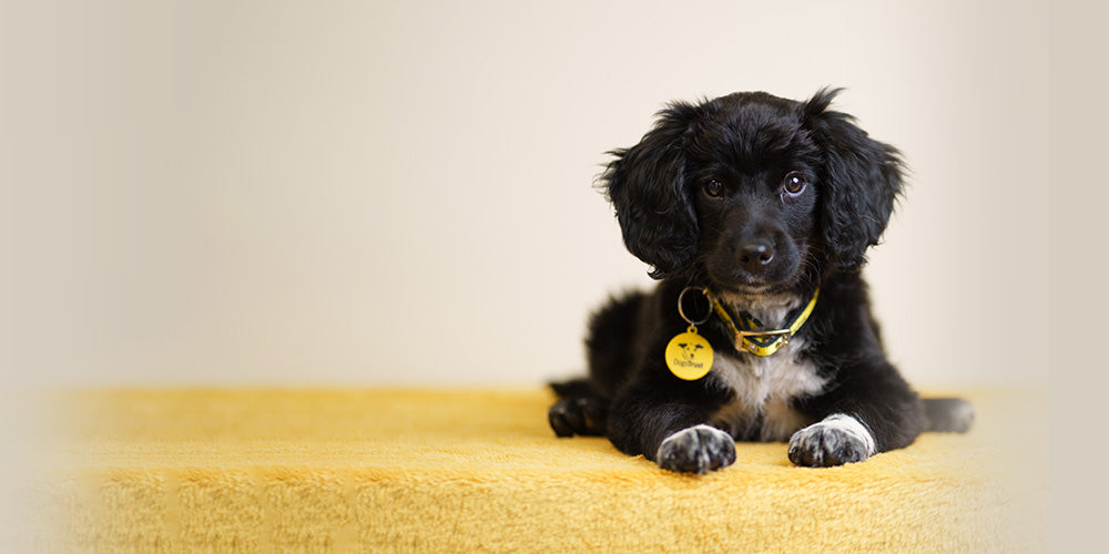 Dogs Trust Training - Positive Dog & Puppy Training, by Experts