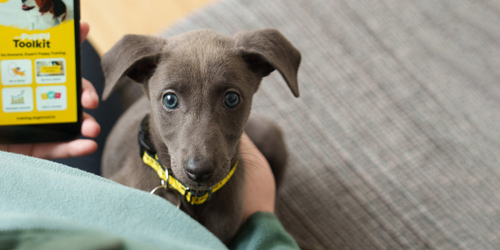 Dogs Trust Training - Positive Dog & Puppy Training, by Experts