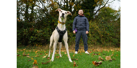 Dogs Trust Training - Positive Dog & Puppy Training, by Experts